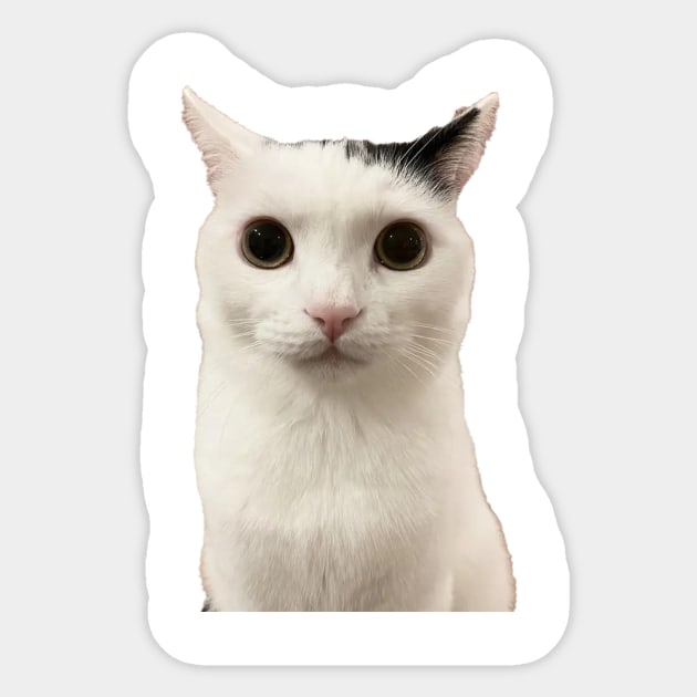 Cat Staring Meme - Cat - Sticker | TeePublic